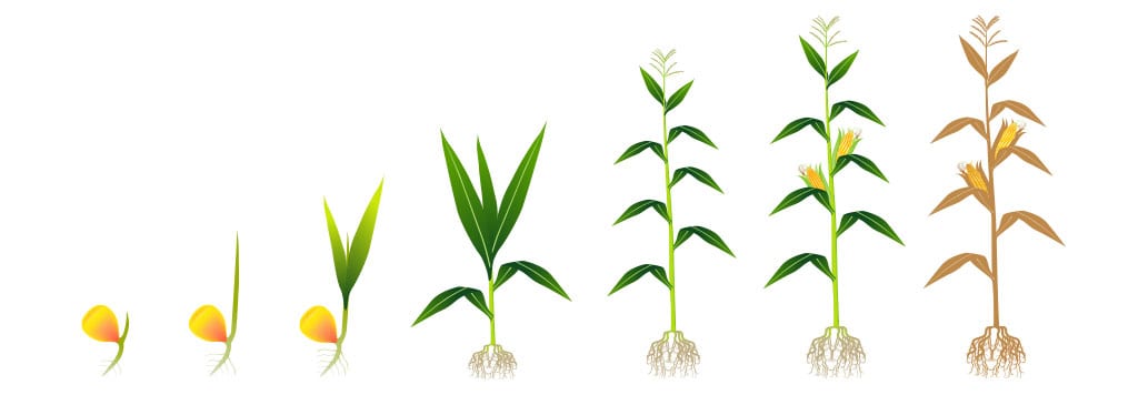 Corn / Maize - Agrifac Canada