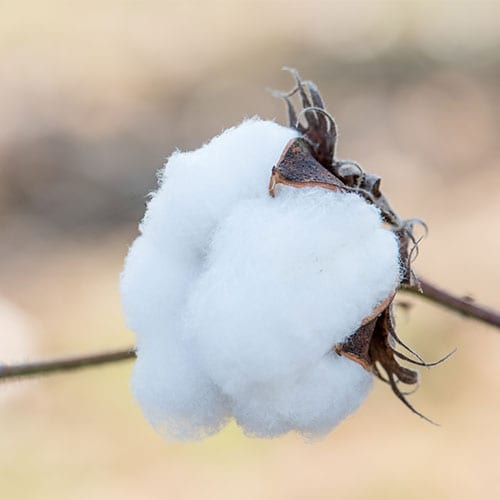 Cotton - Agrifac United States