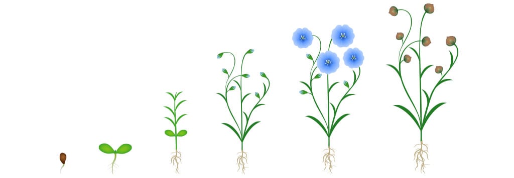 Flax - Agrifac United States