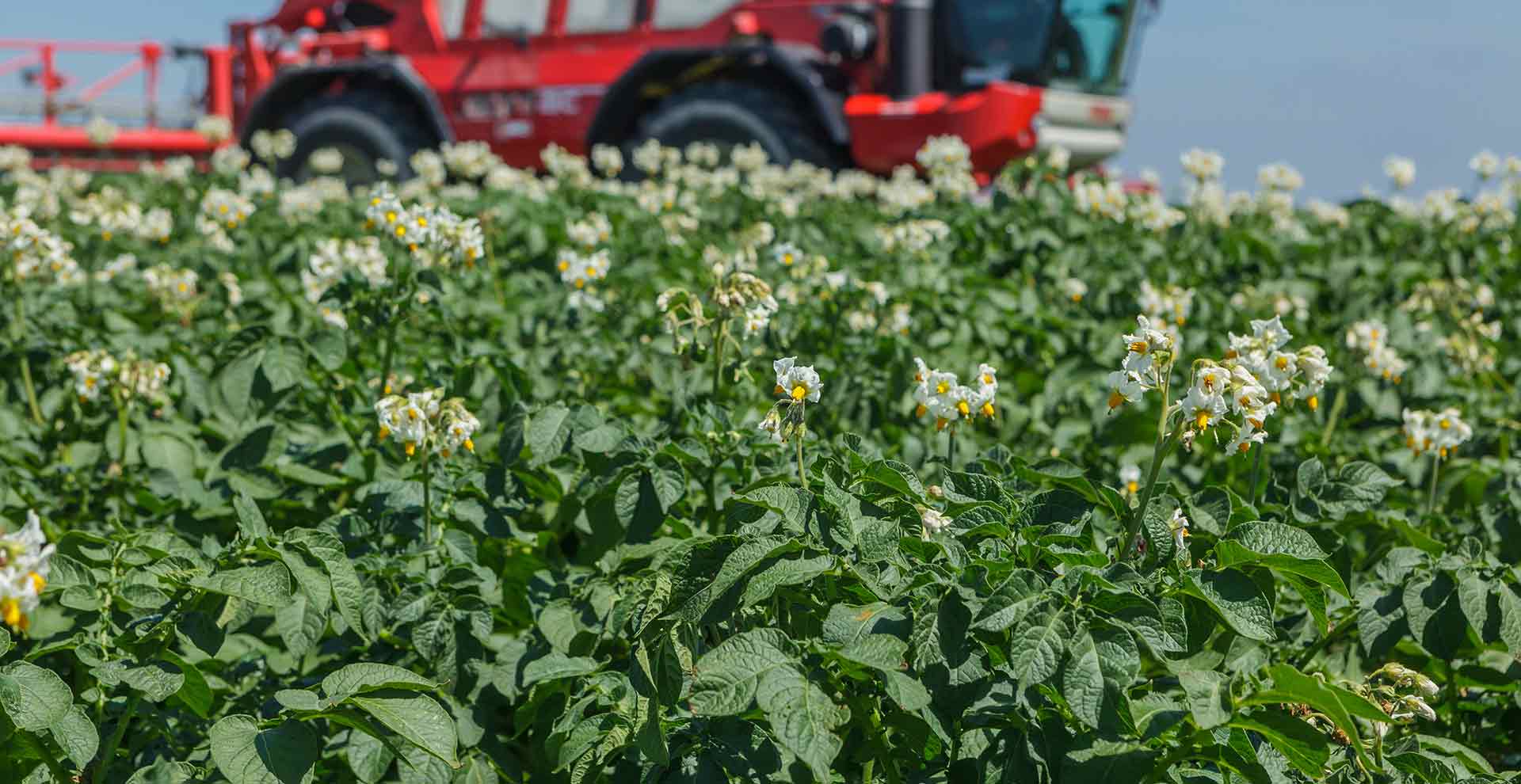 Potatoes - Agrifac Australia