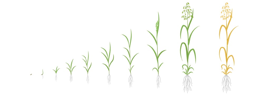 Oats - Agrifac Australia