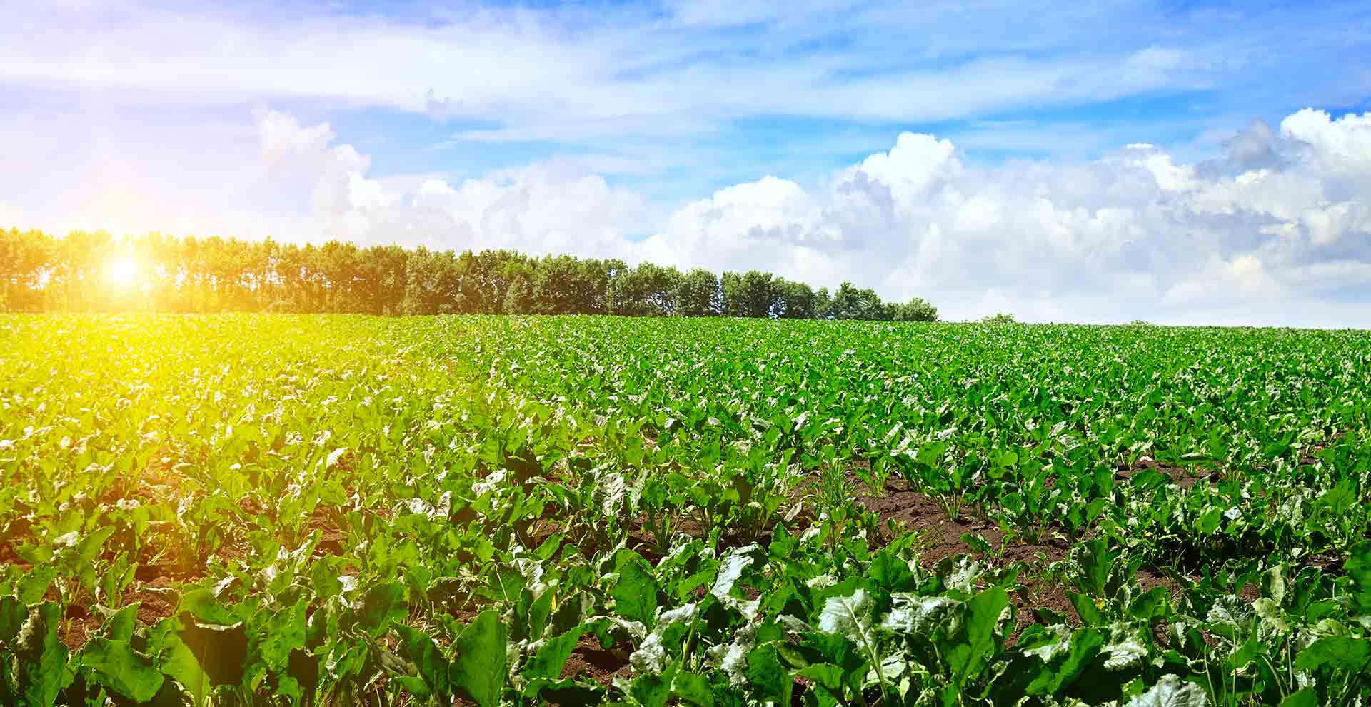 Crops Archive - Agrifac Poland